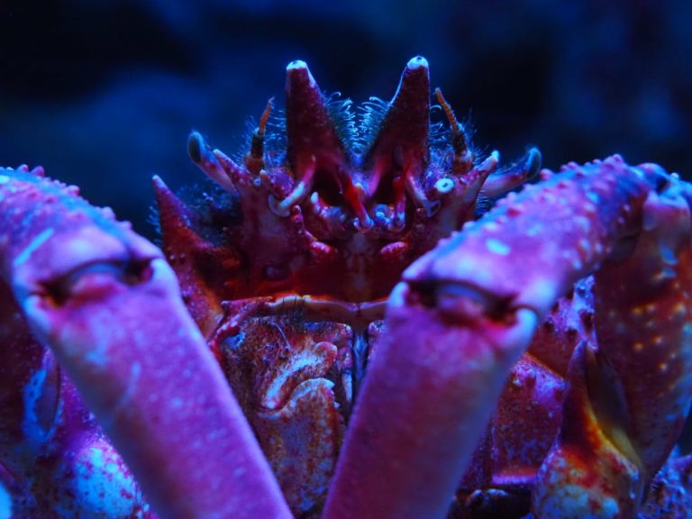 Centollo - BIOPARC Acuario de Gijón