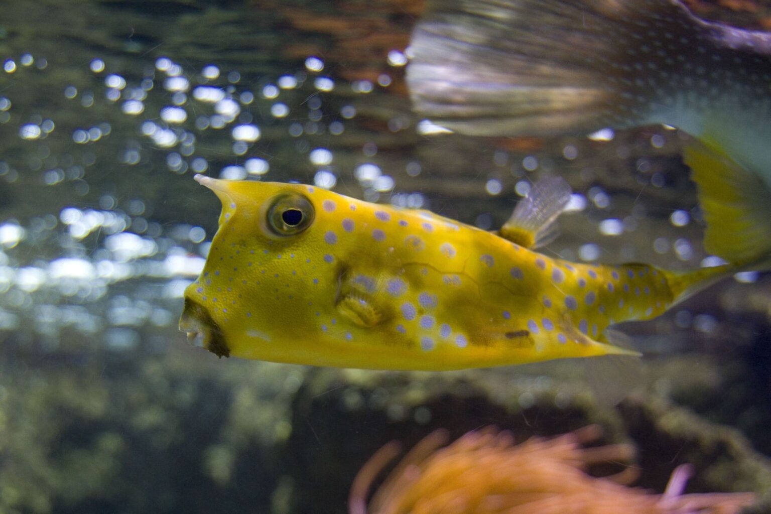 Cowfish - BIOPARC Gijón Aquarium