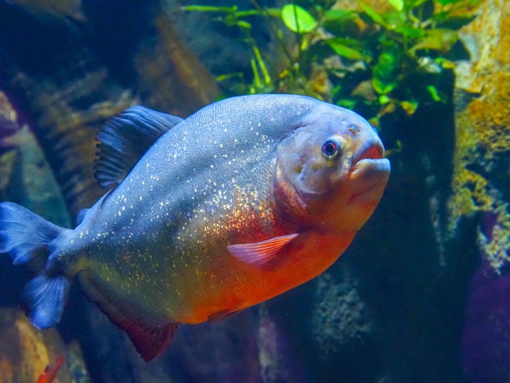 Piraña - BIOPARC Acuario de Gijón