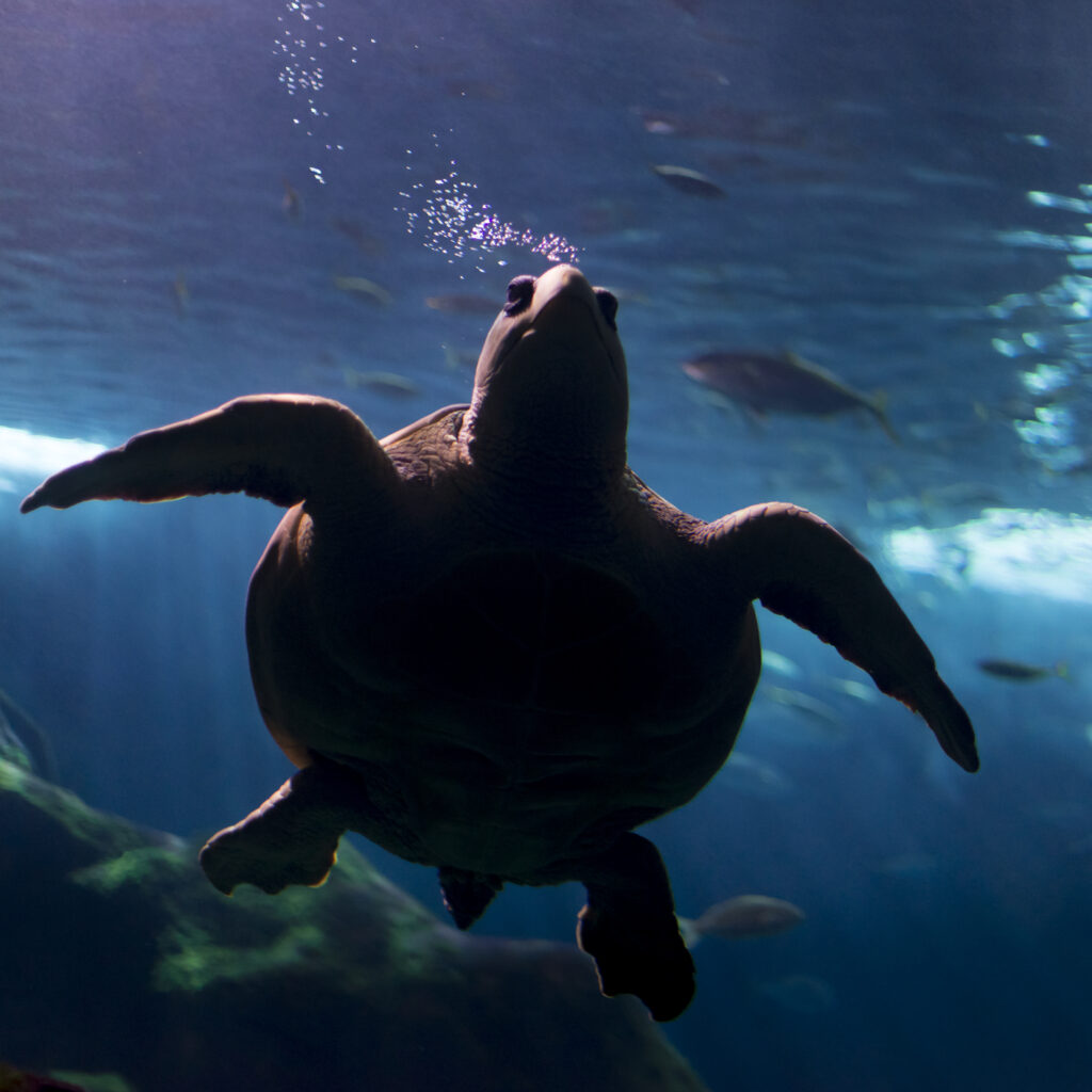 Animales y hábitats - BIOPARC Acuario de Gijón