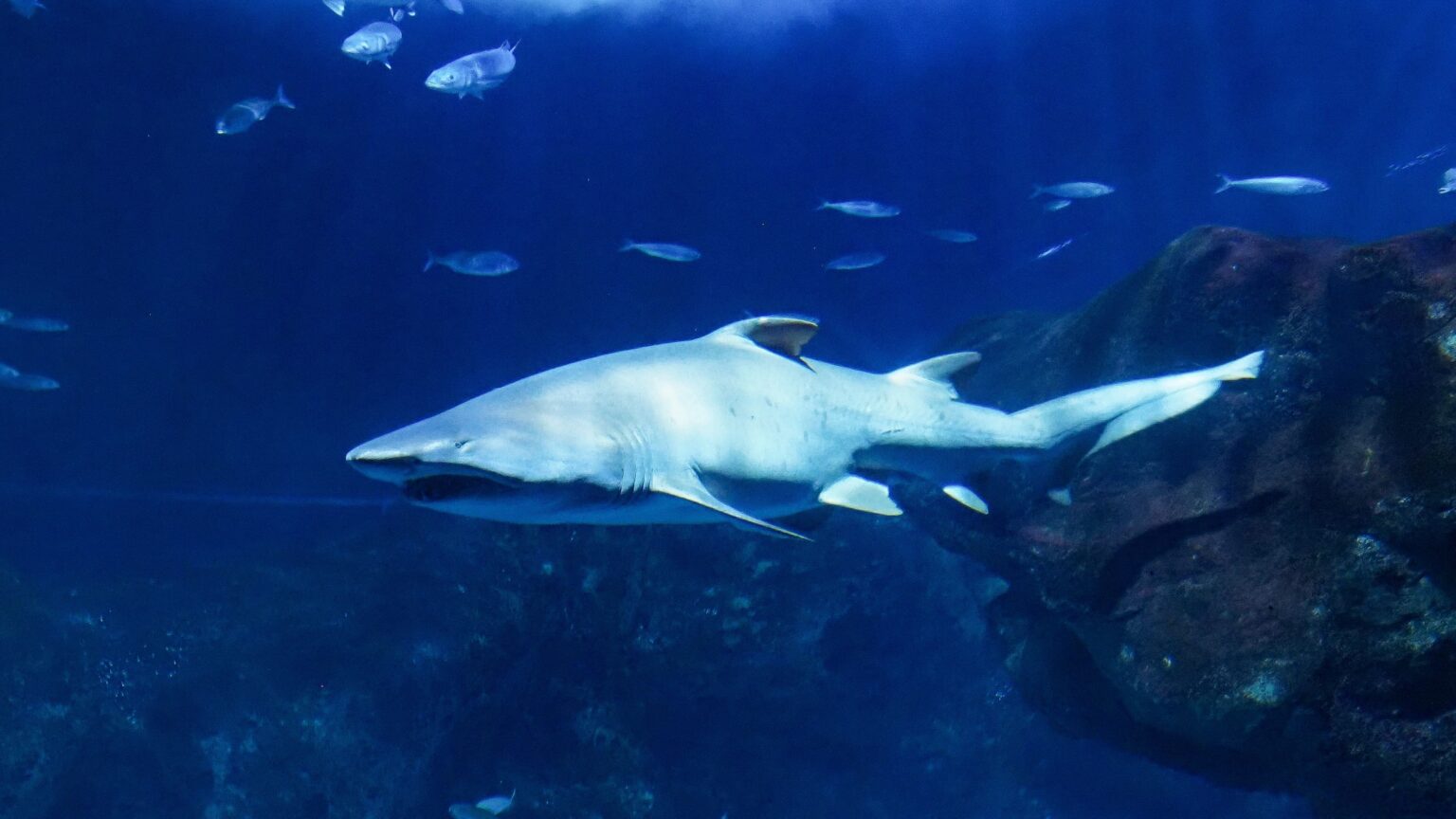 Tiburón toro - BIOPARC Acuario de Gijón