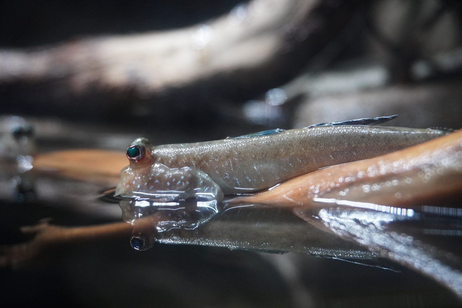 Saltarín del fango - BIOPARC Acuario de Gijón