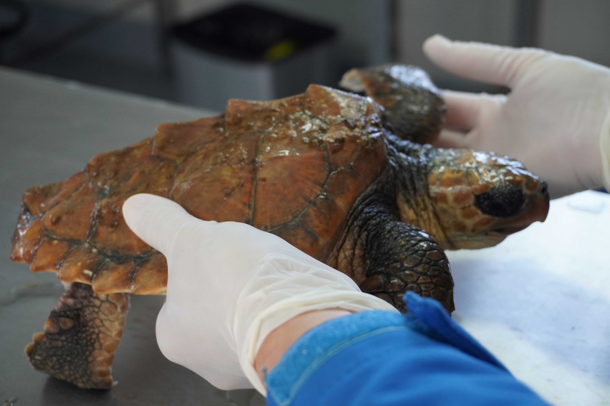 Acompáñanos en la reintroducción de las 2 tortugas bobas tras su ...